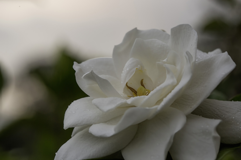 Smelling Good | bugsman | Blipfoto