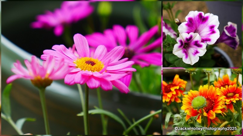 Vibrant Trio | ThingsBeautiful | Blipfoto