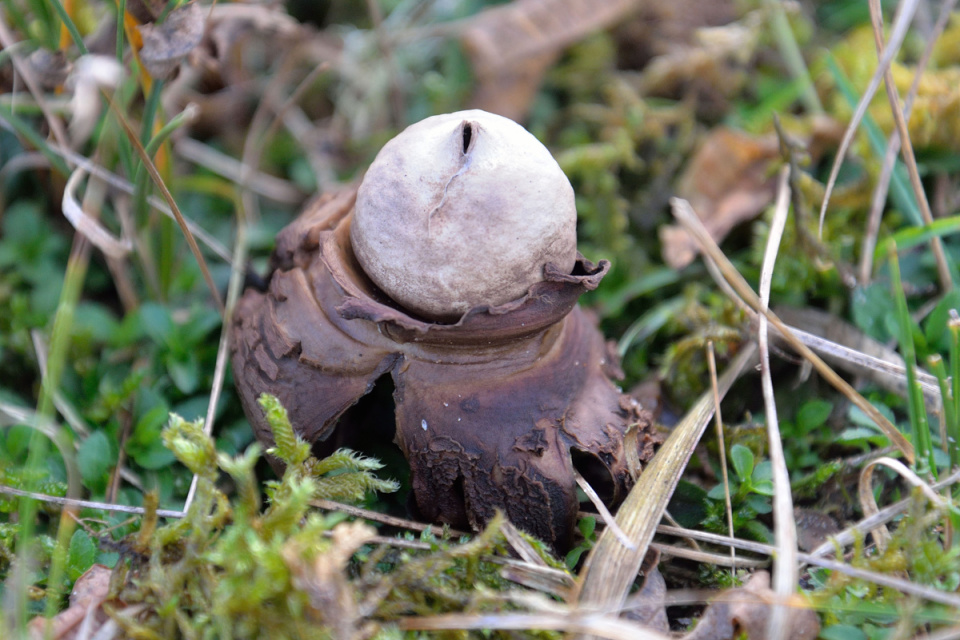 Earthstar | gladders | Blipfoto