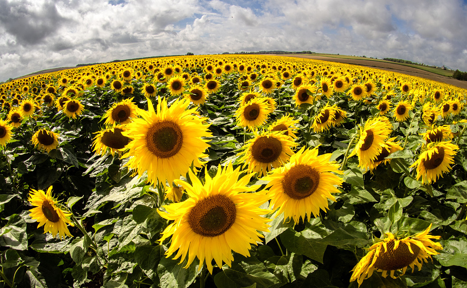 Sea of Sunflowers | AH14 | Blipfoto