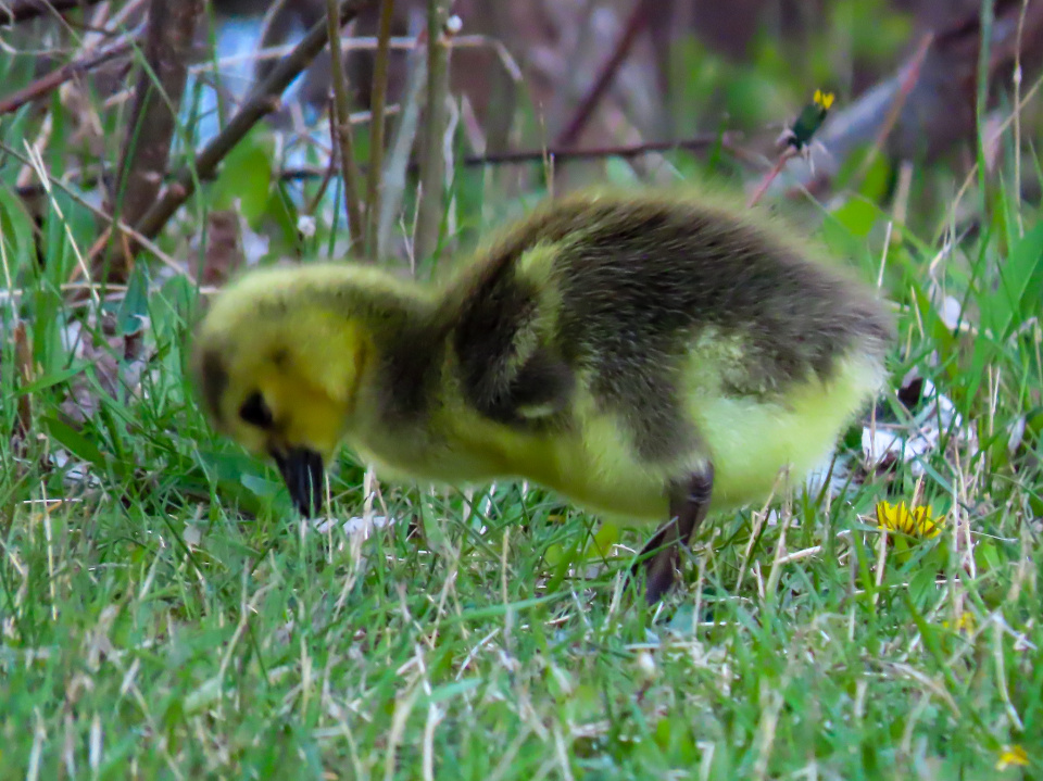 Baby goose | KevinV | Blipfoto
