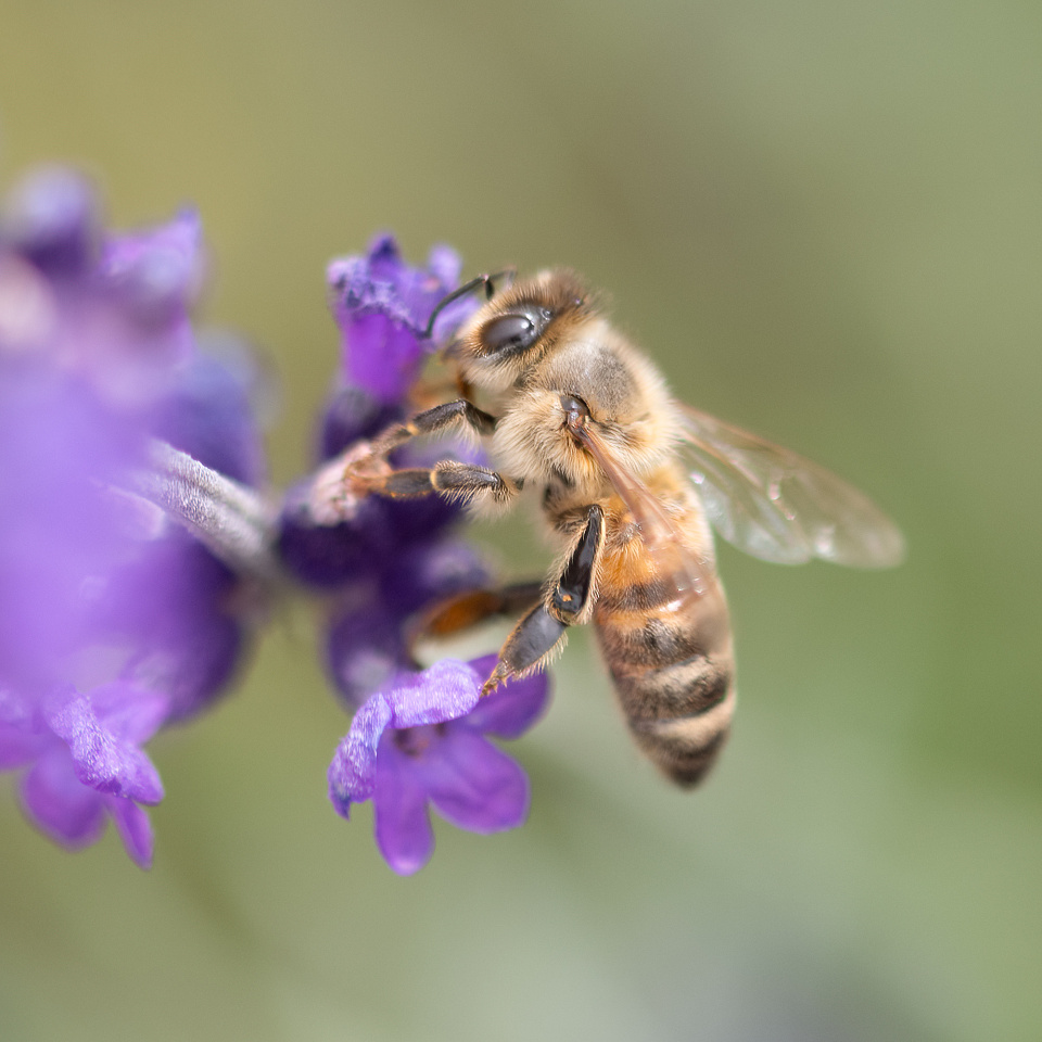 Another Lavender Lover | AH14 | Blipfoto