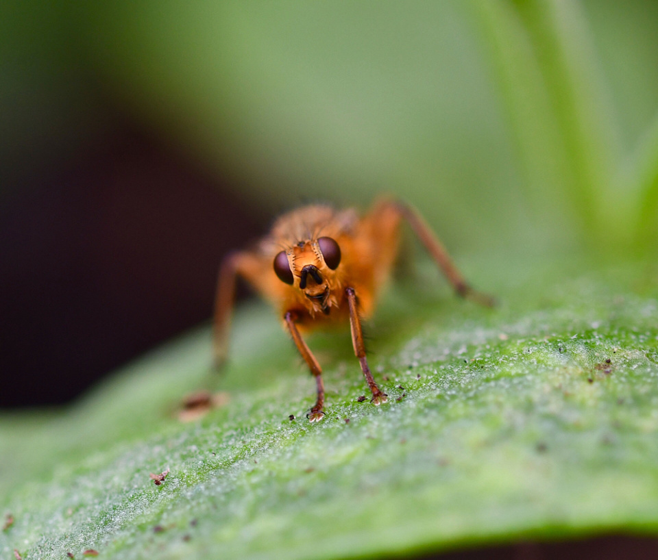Fuzzy fly | koko | Blipfoto