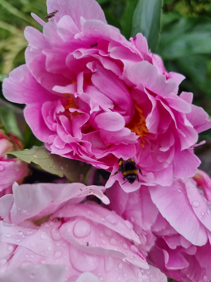 Peony | Redberry | Blipfoto