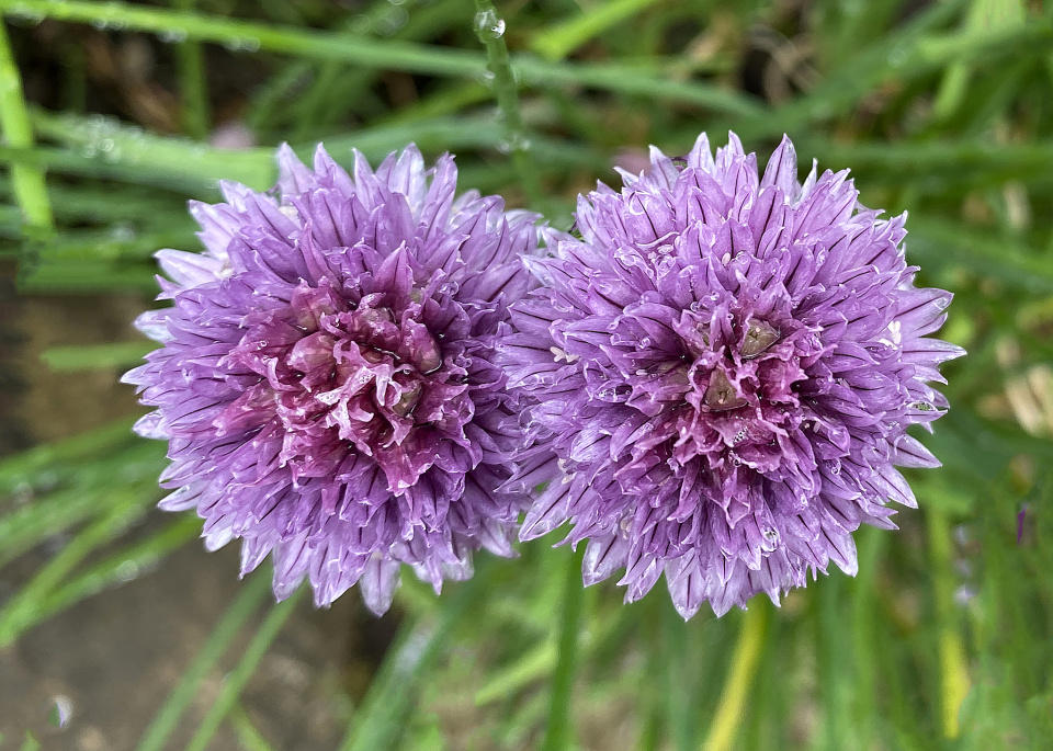 Chive heads | Fairmilefoto | Blipfoto