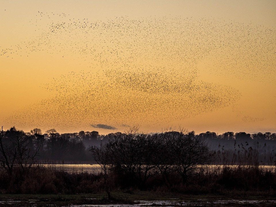 Murmuration, Aqualate Mere | GrahamColling | Blipfoto