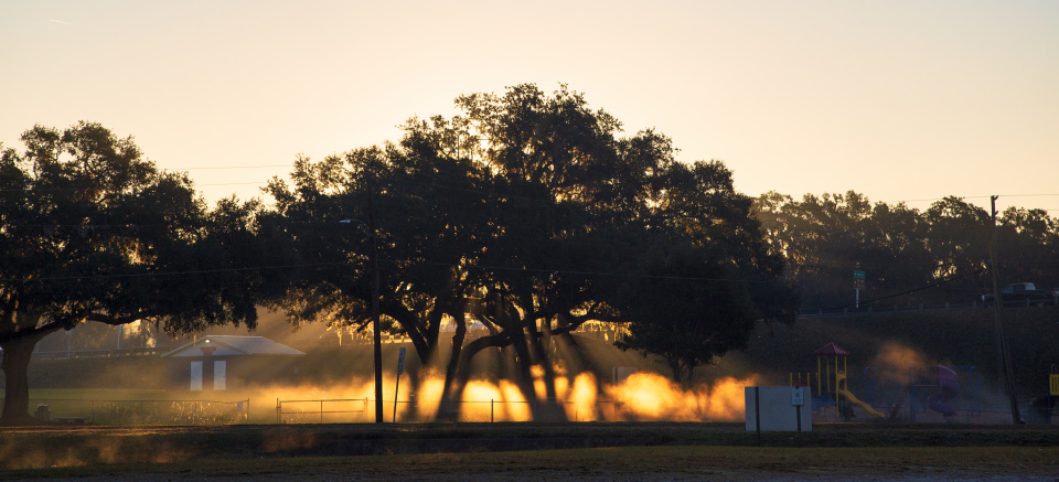 Sunrays Under The Tree | bugsman | Blipfoto