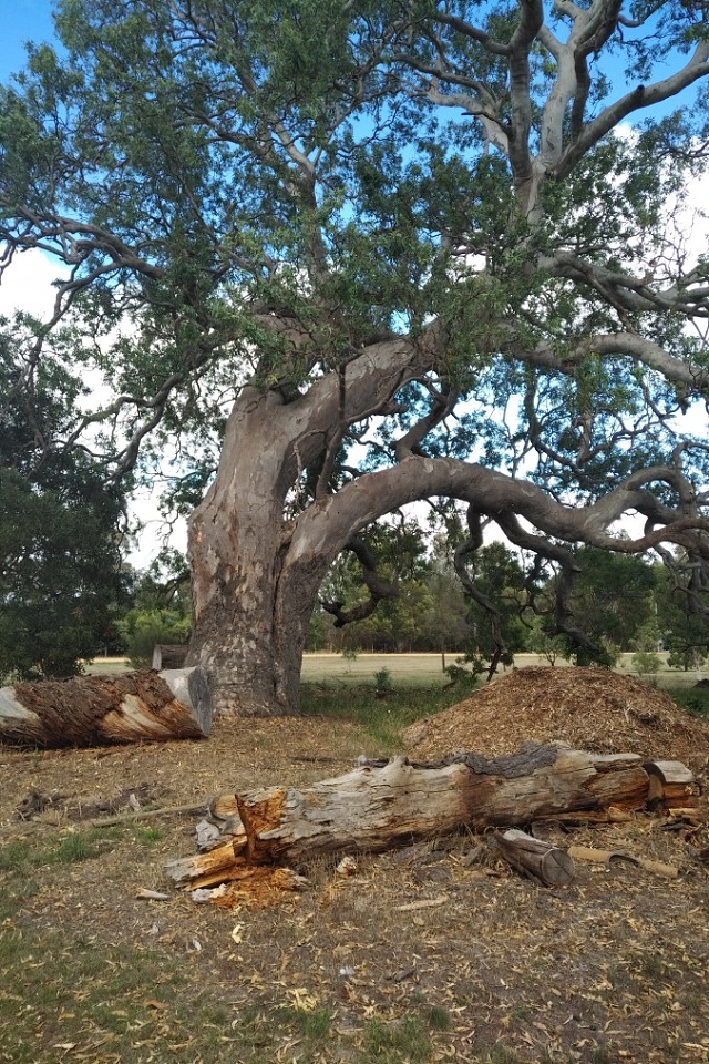 Paddock tree | AndrewOTK | Blipfoto