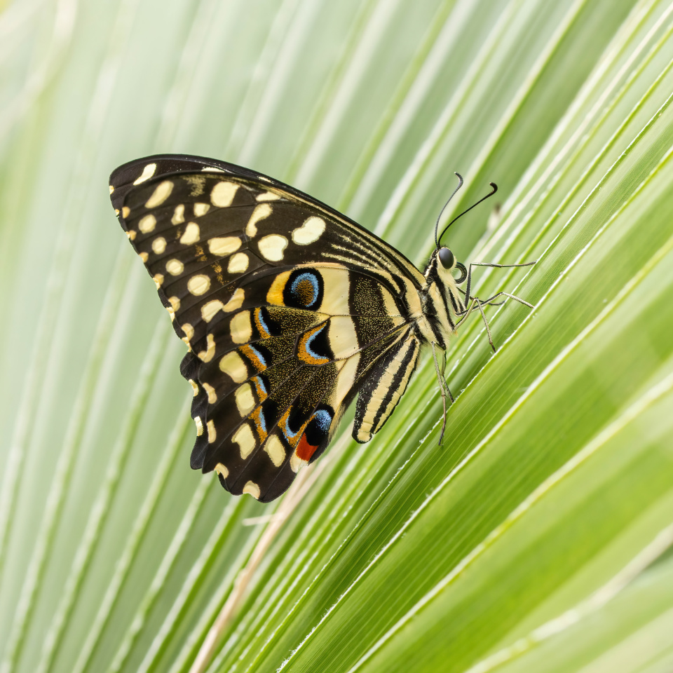Citrus Swallowtail | Diane2104 | Blipfoto