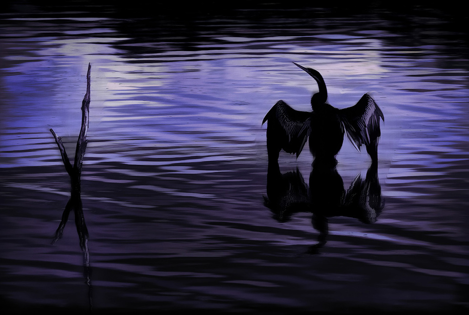 Blue Darter | LyleT | Blipfoto