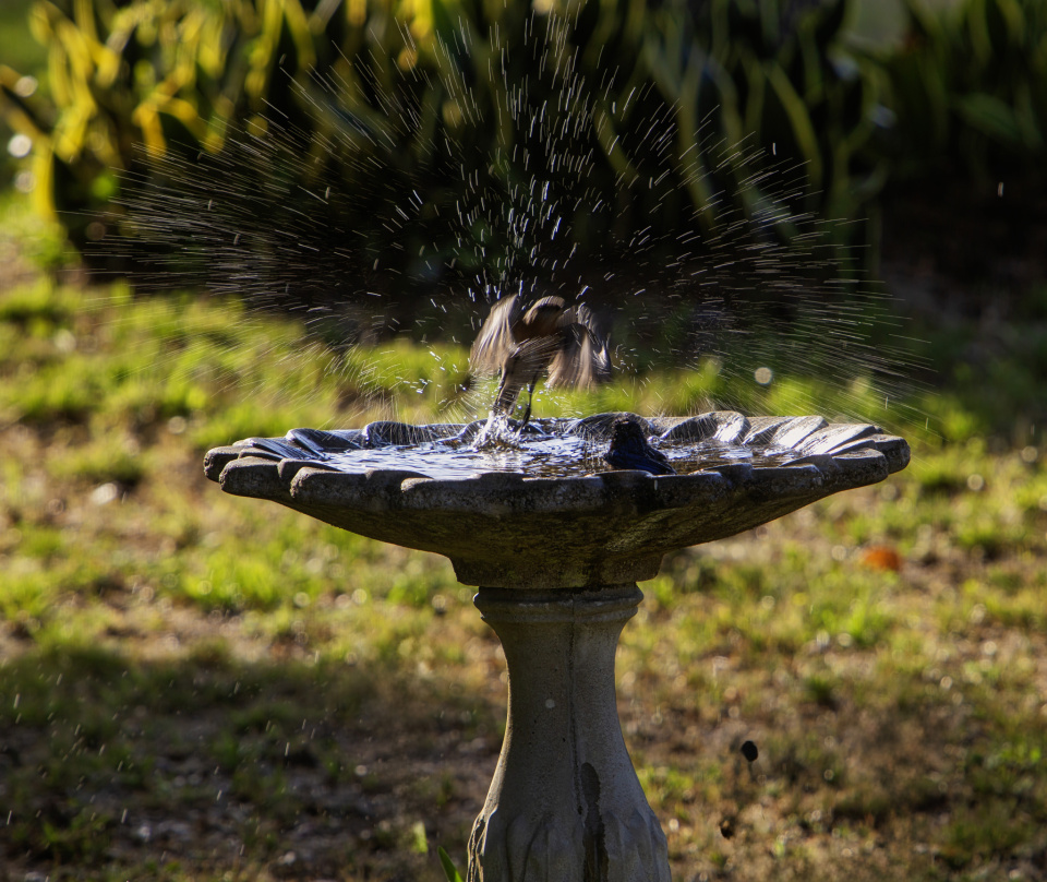 Bath Time | bugsman | Blipfoto