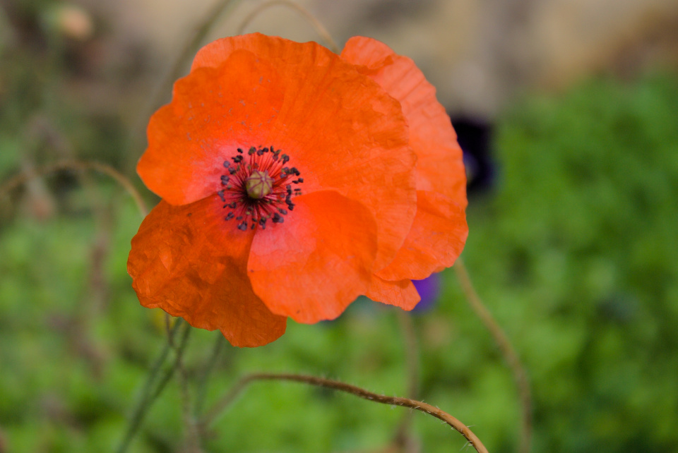 Poppy | ScottElbee | Blipfoto
