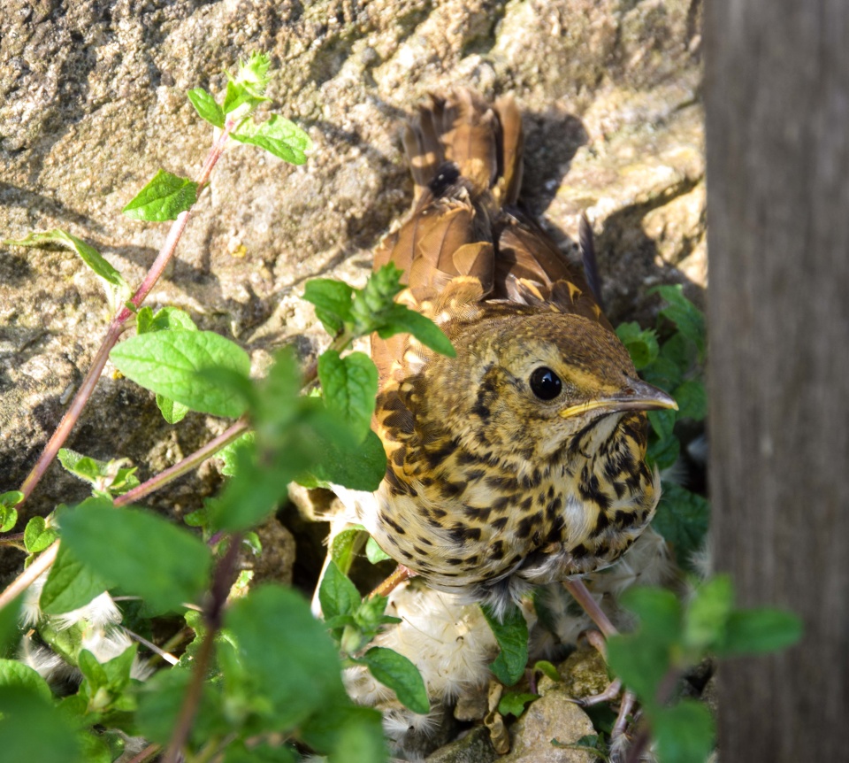 Fledgling thrush | Stiffknees | Blipfoto