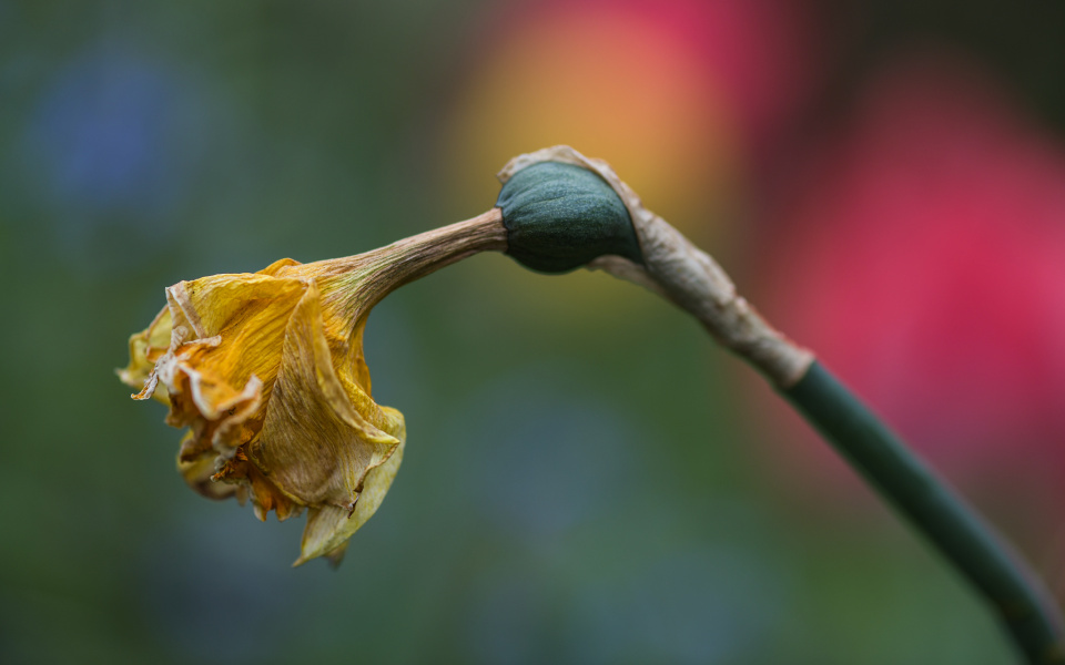 Morden Hall Park: Droopy Daffodil | Chamaeleo | Blipfoto