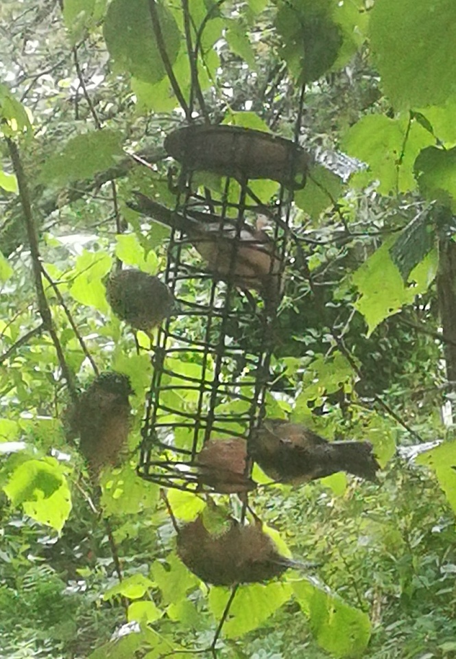 Fighting over scraps. | nik63qs | Blipfoto