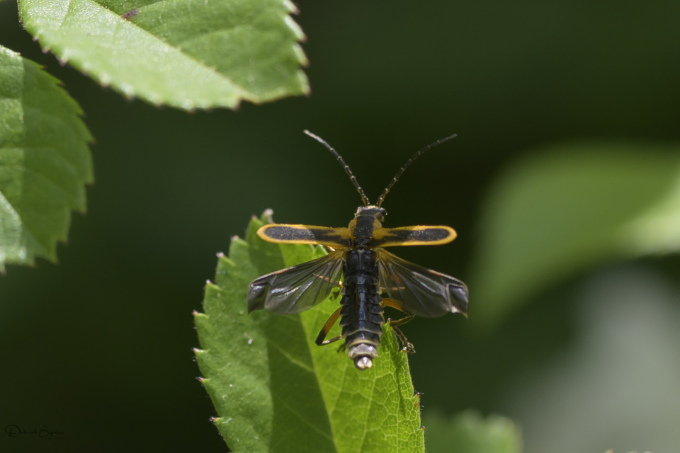 Lift Off | dbifulco | Blipfoto