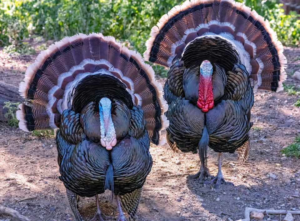 Double Gobble | laurie54 | Blipfoto