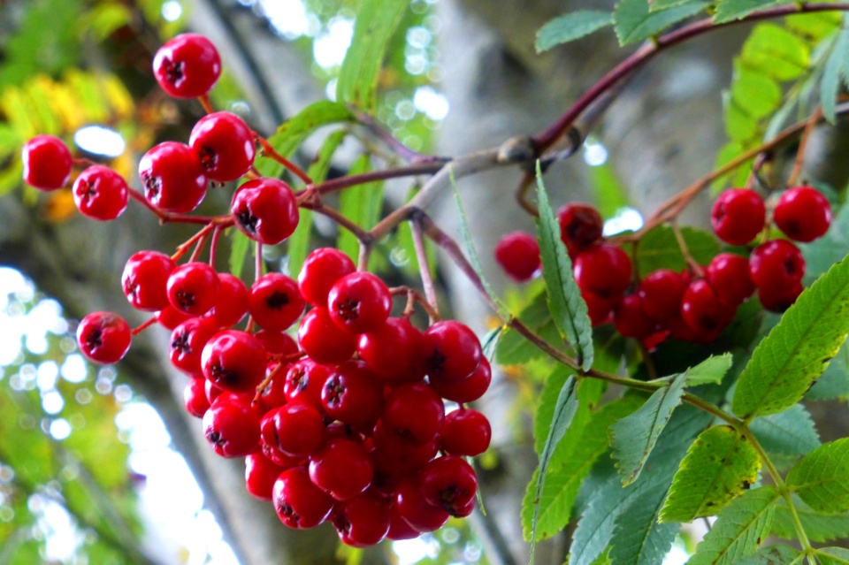 Rowan berries | Skyegirl | Blipfoto