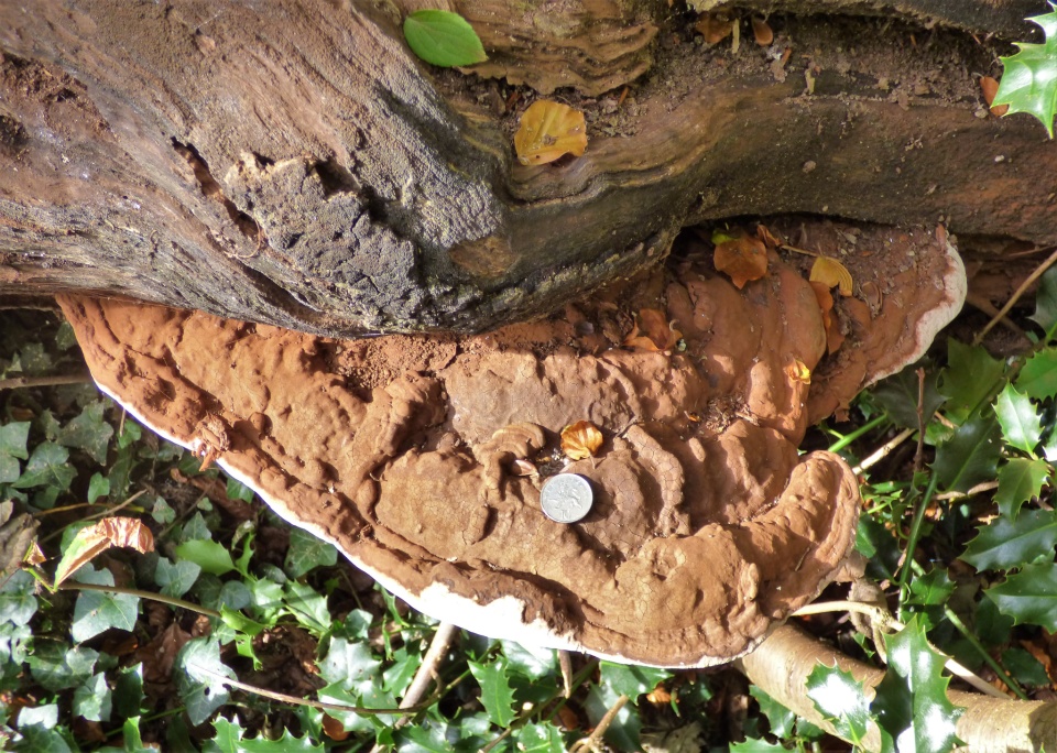 Large Bracket Fungus | monkey | Blipfoto