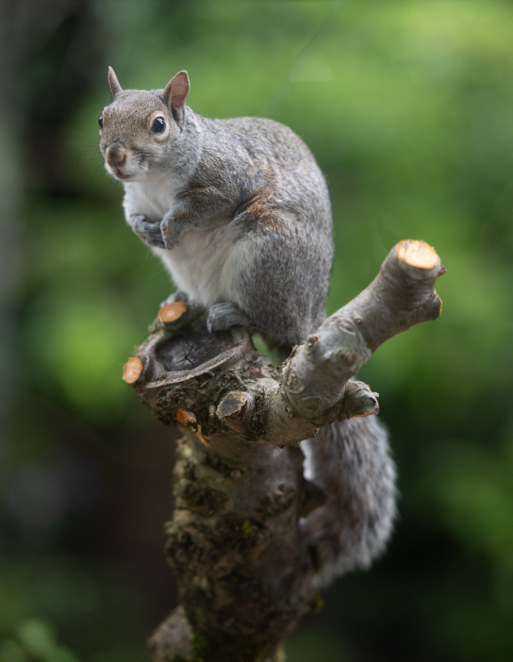 Squirrel on stump | maxellis | Blipfoto