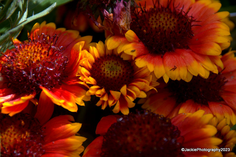 Dazzling | ThingsBeautiful | Blipfoto