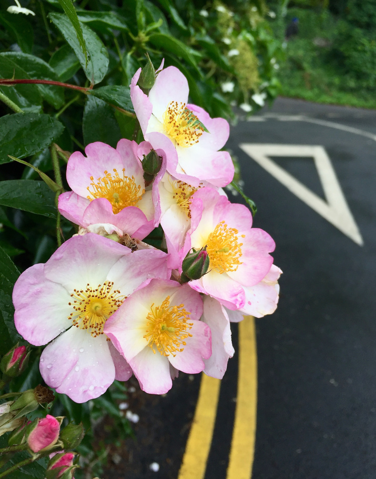 Roadside flowers. ... | litl | Blipfoto