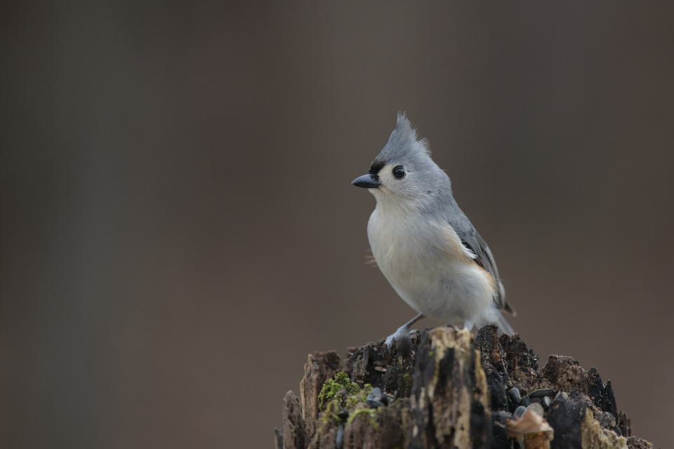 Alert | dbifulco | Blipfoto