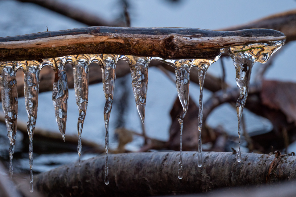 Ice Lizard | ArtistAnnie | Blipfoto