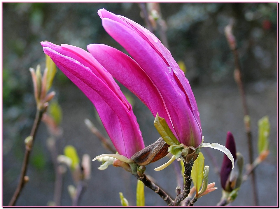 MAGNOLIA STELLA | sunflower | Blipfoto