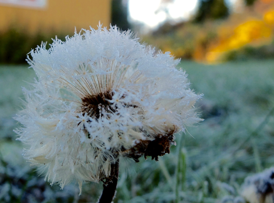 Frozen Dandelion | keibr | Blipfoto