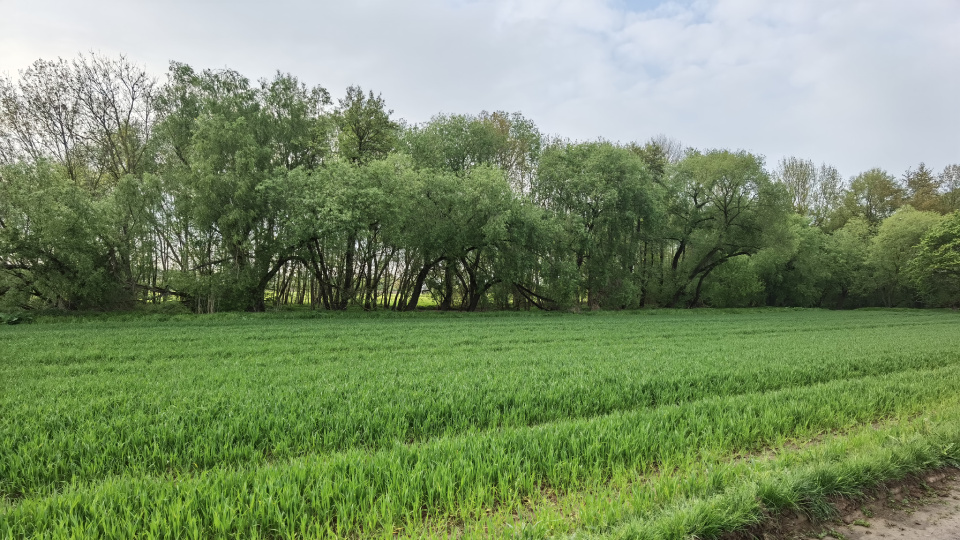 Fresh green | H0tamer | Blipfoto