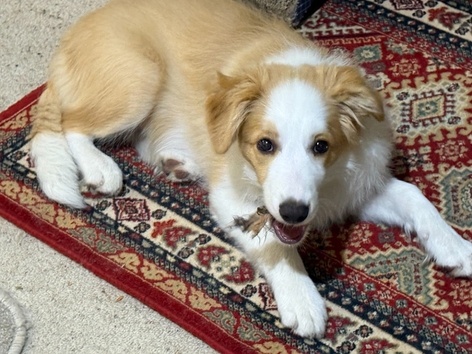 Ruby Rose…… | Lizimagiz | Blipfoto