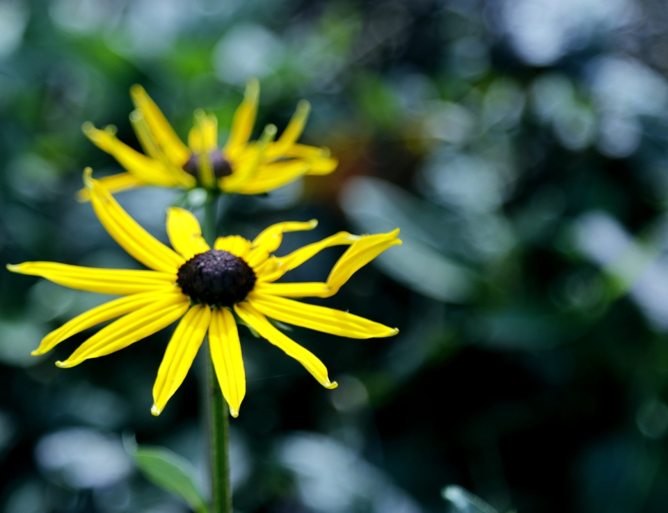 Rudbeckia | nangee | Blipfoto