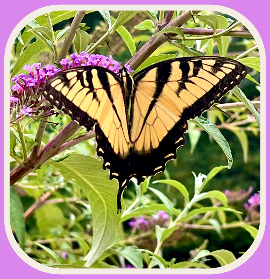 So Many Swallowtails | Grammy | Blipfoto