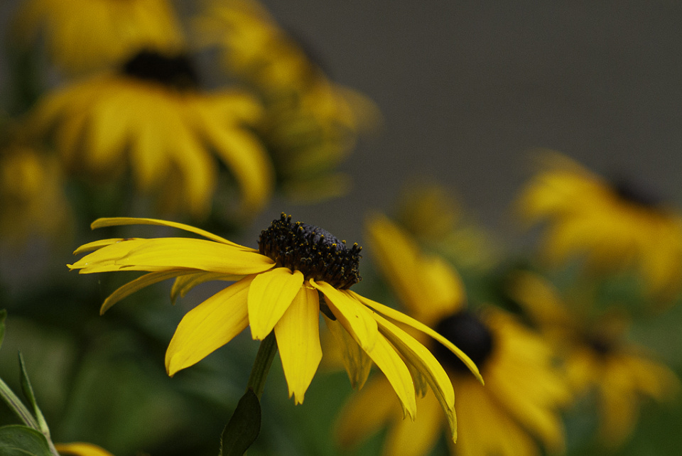 Not a sunny day | DNWinterburn | Blipfoto