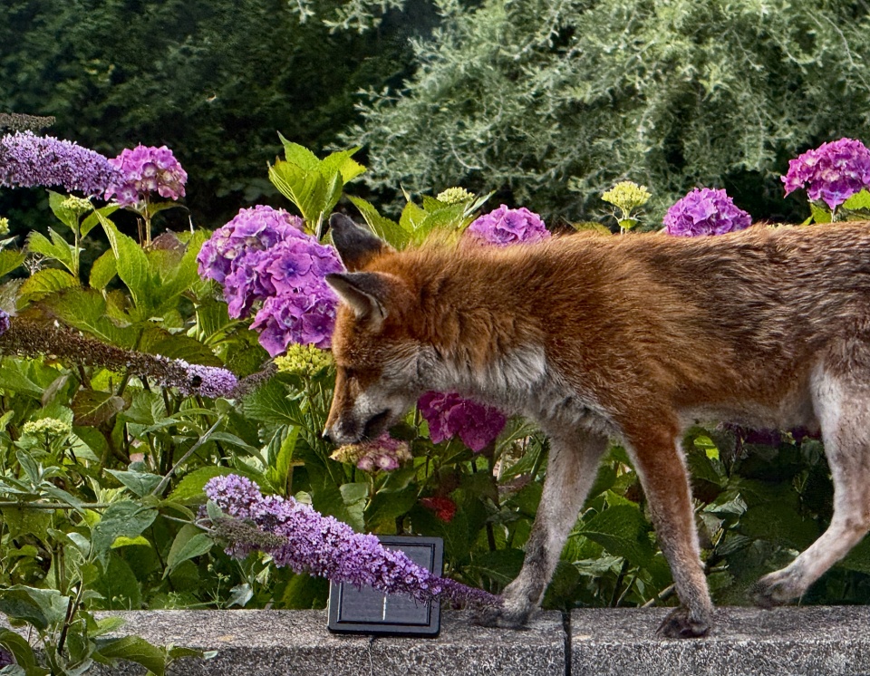 WHITETAIL. | Larchlea | Blipfoto