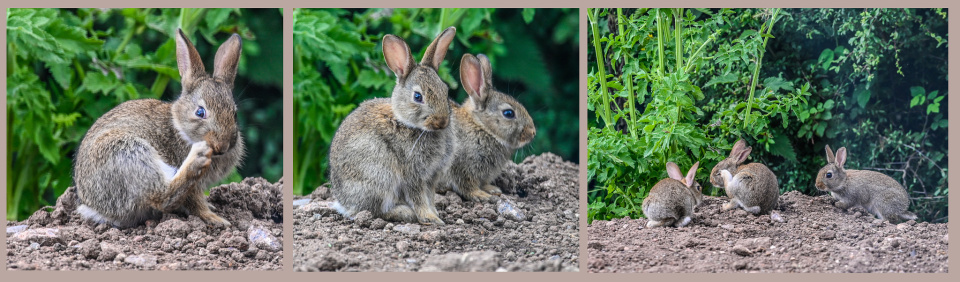 Breeding like rabbits | chrispybox | Blipfoto