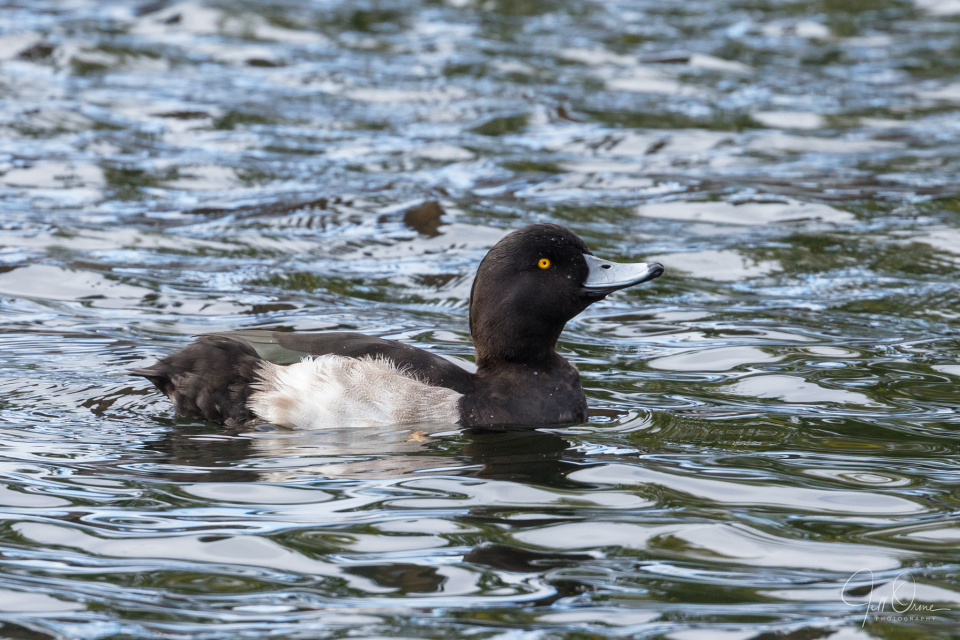 Incoming | JDO | Blipfoto