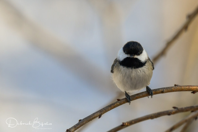 Little 'dee | dbifulco | Blipfoto