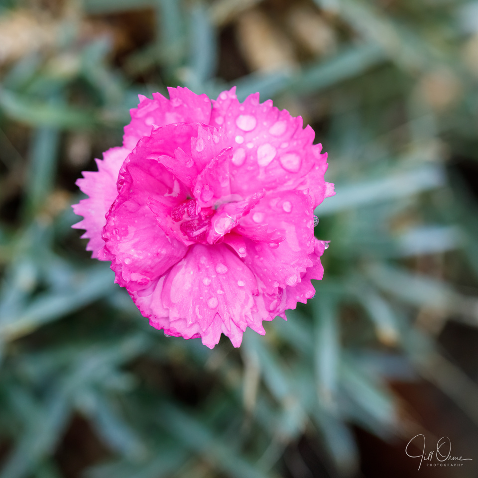 In the pink | JDO | Blipfoto