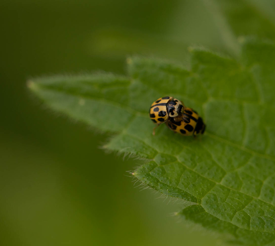 Magnified | Technophobe | Blipfoto