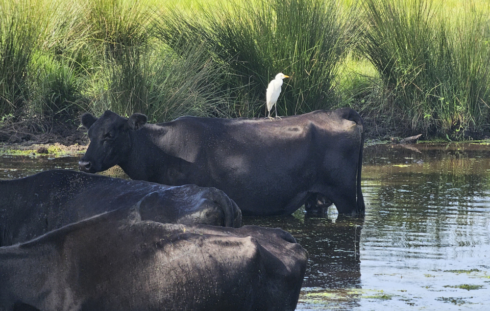 Hanging Out | bugsman | Blipfoto