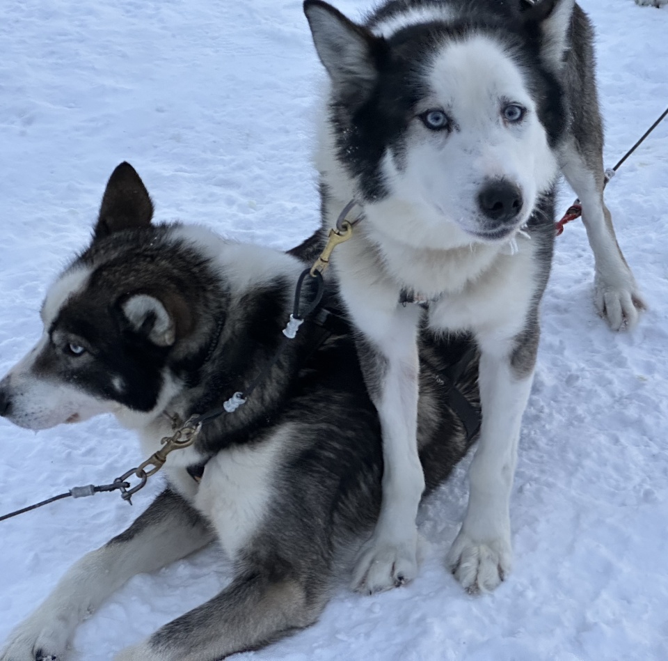 Huskies | Technophobe | Blipfoto