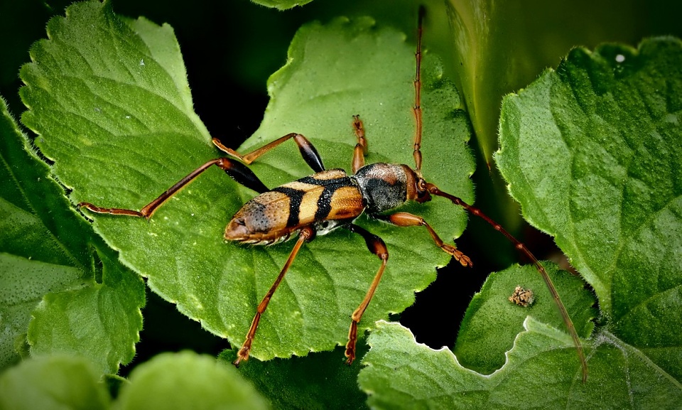 Tiger longicorn beetle | AnnieBelle | Blipfoto