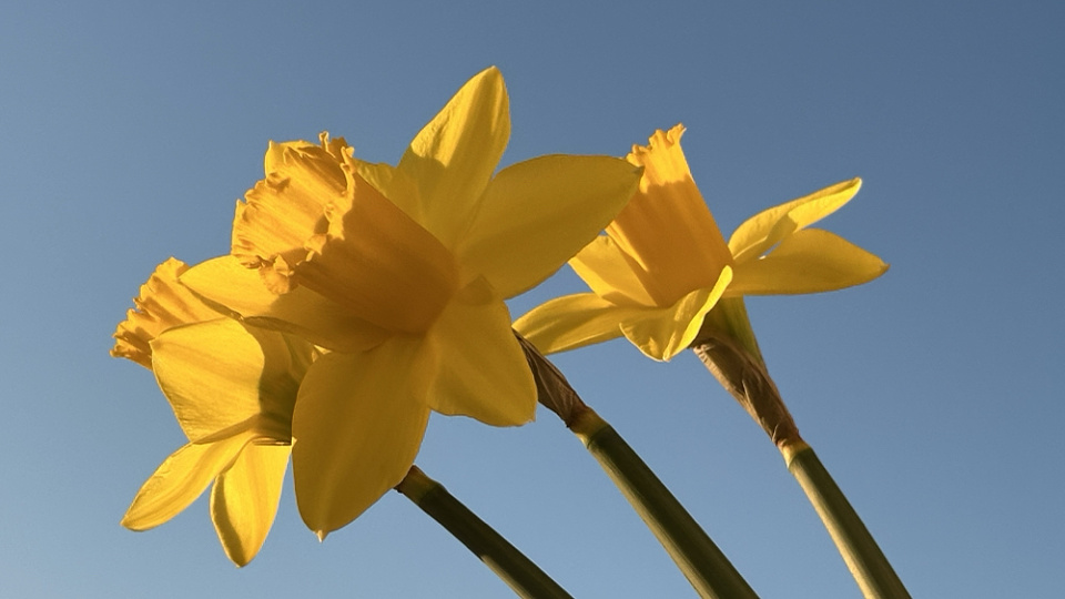 Spring | MrsLinda | Blipfoto