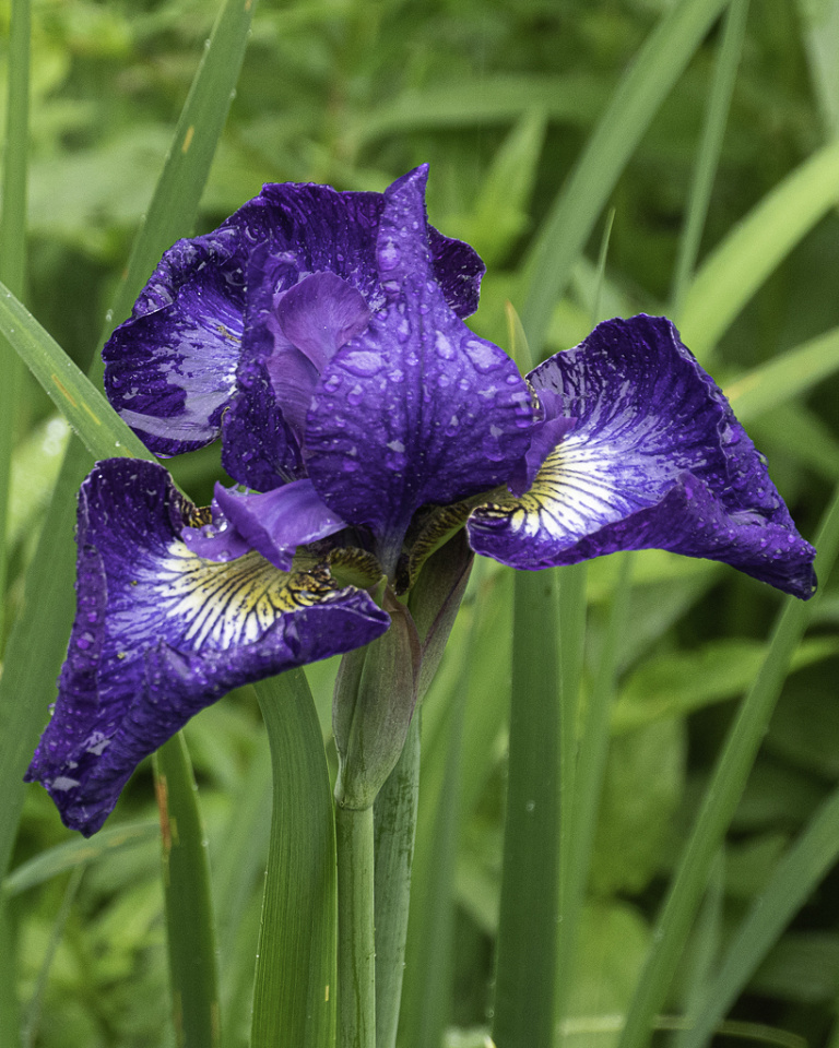 Iris in the rain | DNWinterburn | Blipfoto