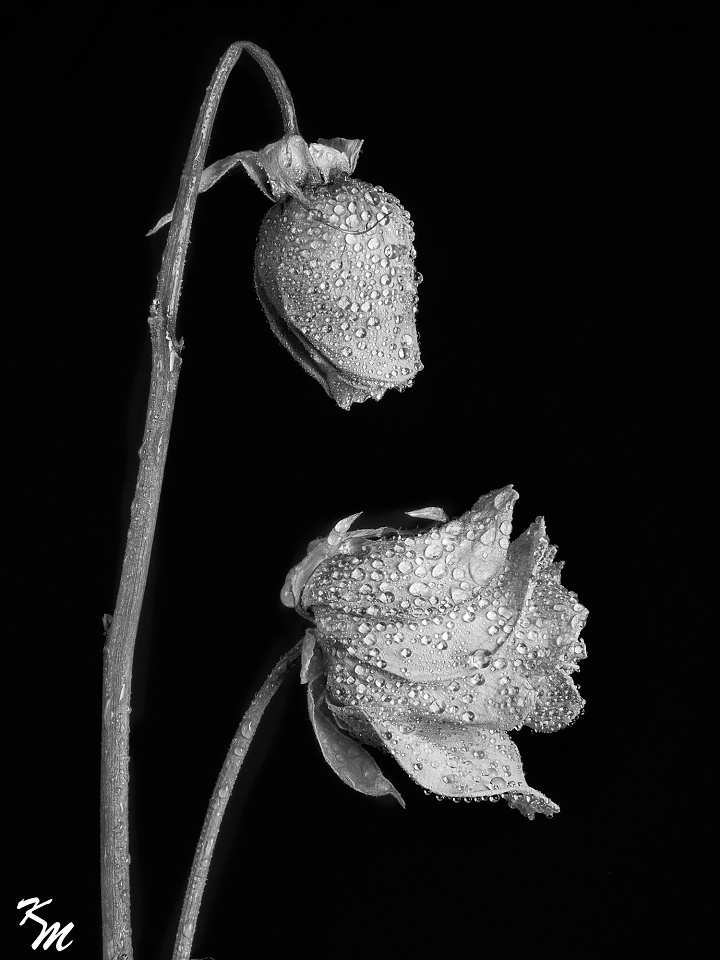 Decaying Roses | KevinMaskell | Blipfoto