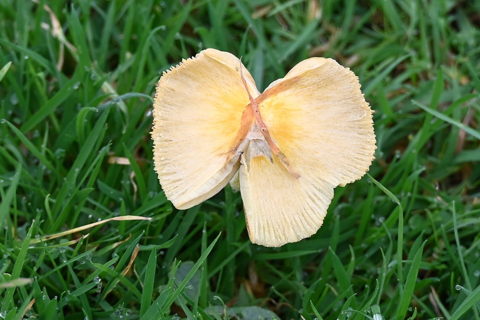 This looked at first... | IAE | Blipfoto