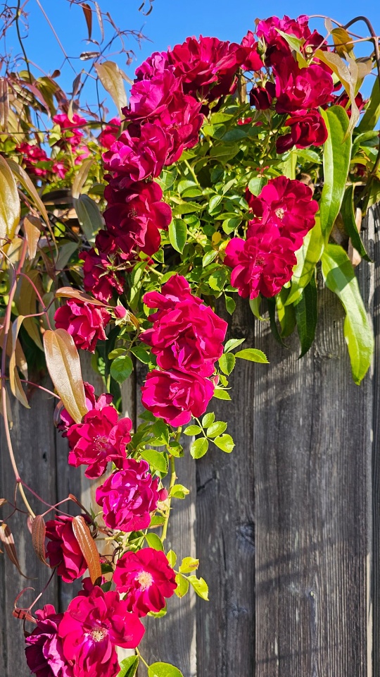 Random Red Roses | RonaldBerry | Blipfoto