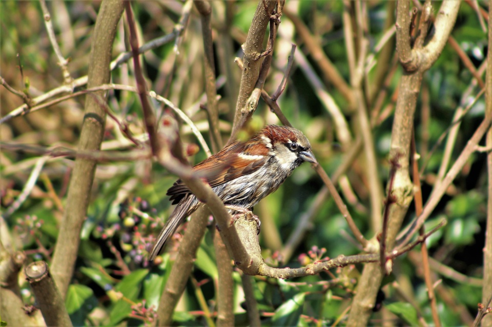 Sparrow | monkey | Blipfoto